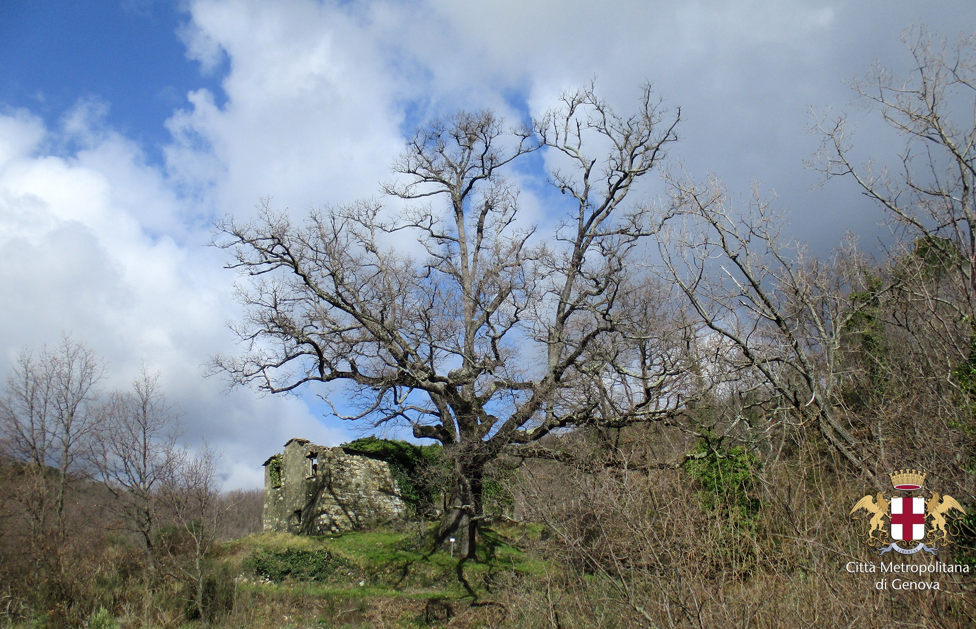 Quercia monumentale di Gosita - genere Roverella | Genova Città ...