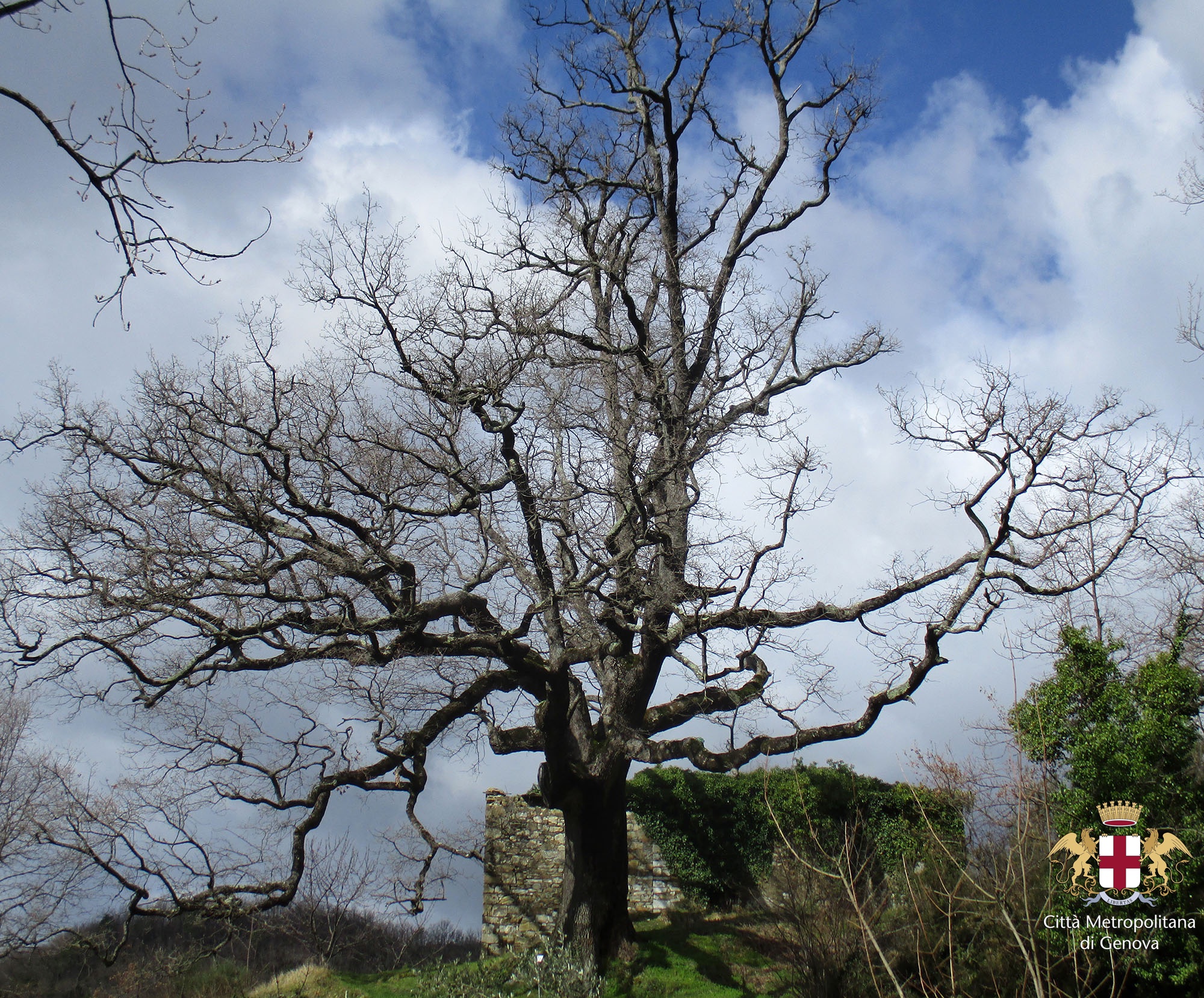 Quercia monumentale di Gosita - genere Roverella | Genova Città ...